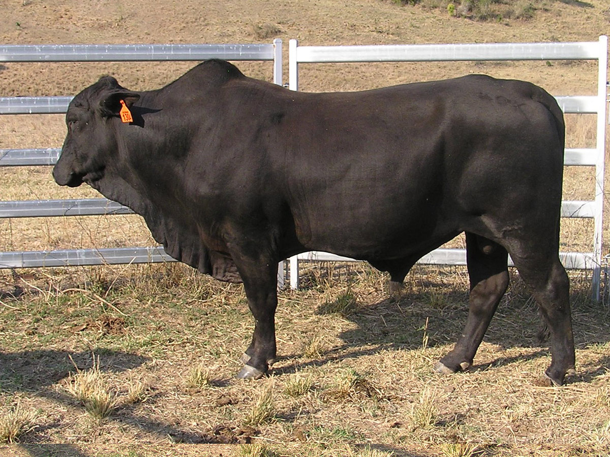 Portfolios - Kuraby Brangus