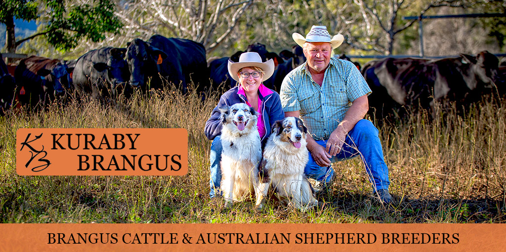 Kuraby Brangus Stud - Kuraby Brangus