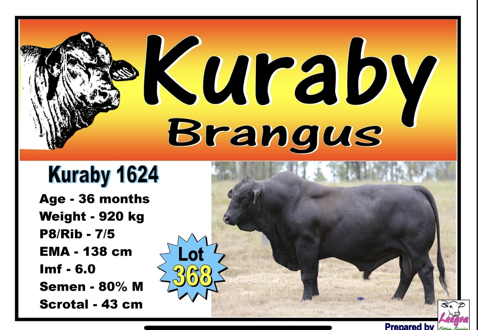 KURABY 1624 Stud Bull - Kuraby Brangus
